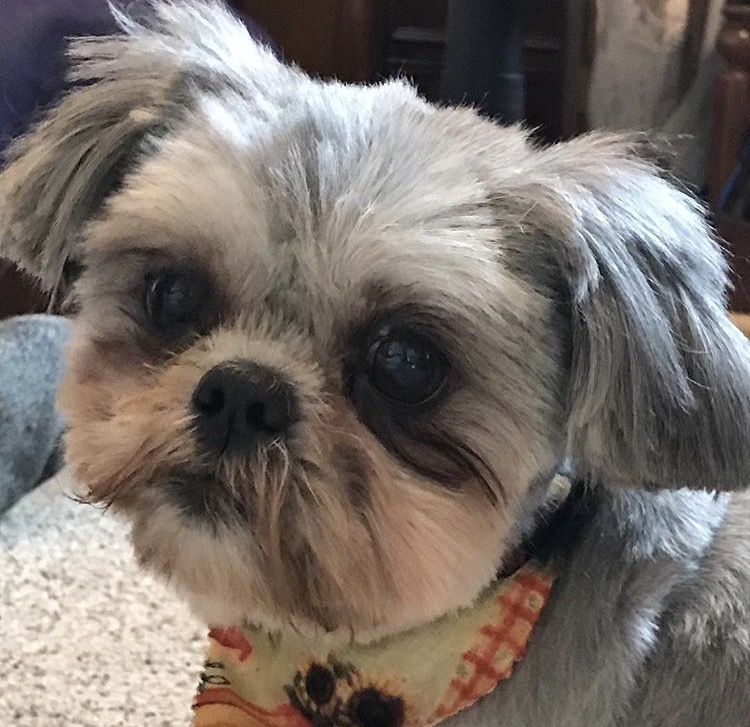 My Dog Licked a Toad – Seizure! Foaming at the Mouth! | Get Better Wellness